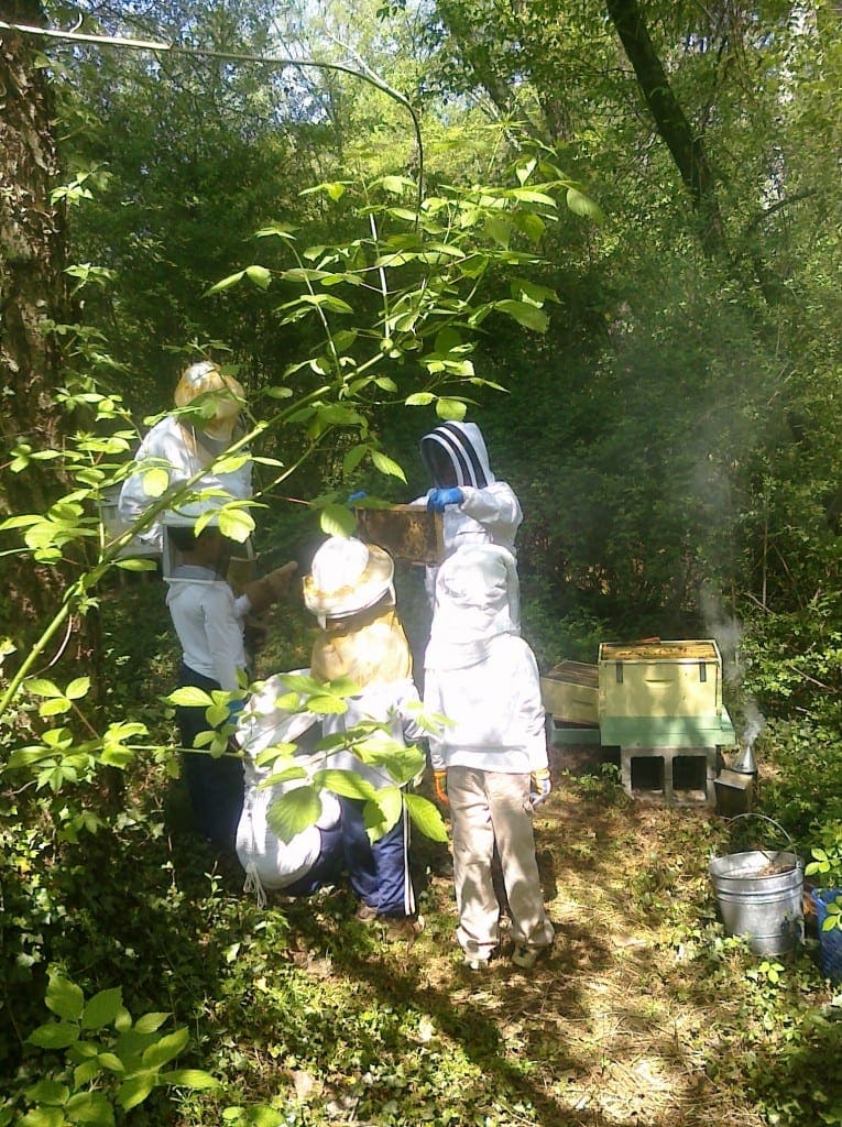 Wordless Wednesday - The Beekeeper with Linky - Divine Lifestyle