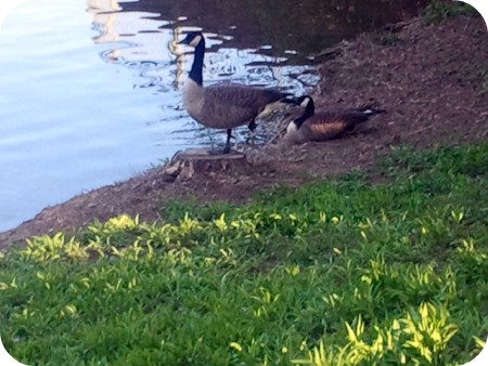 Wordless Wednesday - Goose Egg - Divine Lifestyle