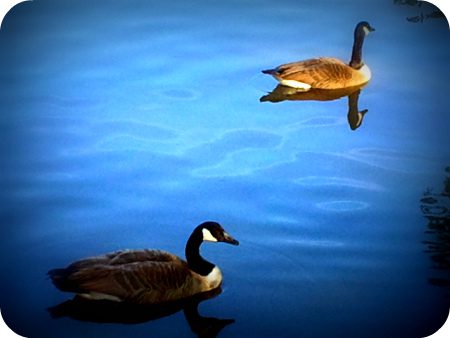 Wordless Wednesday - Goose Egg - Divine Lifestyle