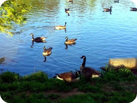 Wordless Wednesday - Goose Egg - Divine Lifestyle