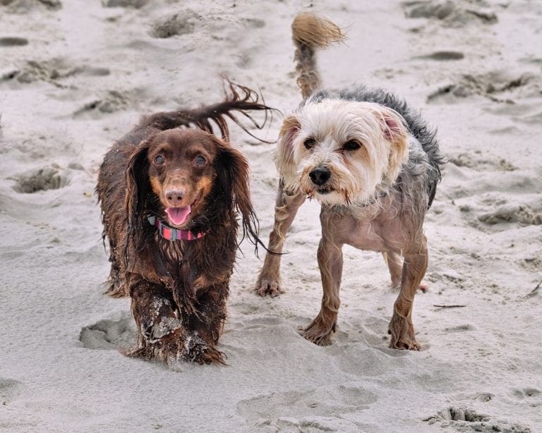 How to Introduce a New Dog to Your Home