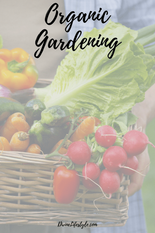 Organic Gardening 101 Plant Vegetables Divine Lifestyle