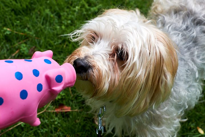 Savvy Pet Parents Shop Petshoppe at Walgreens Dogs