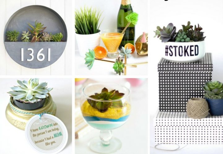 DIY Succulent Projects Gardening Plants Greenery Craft