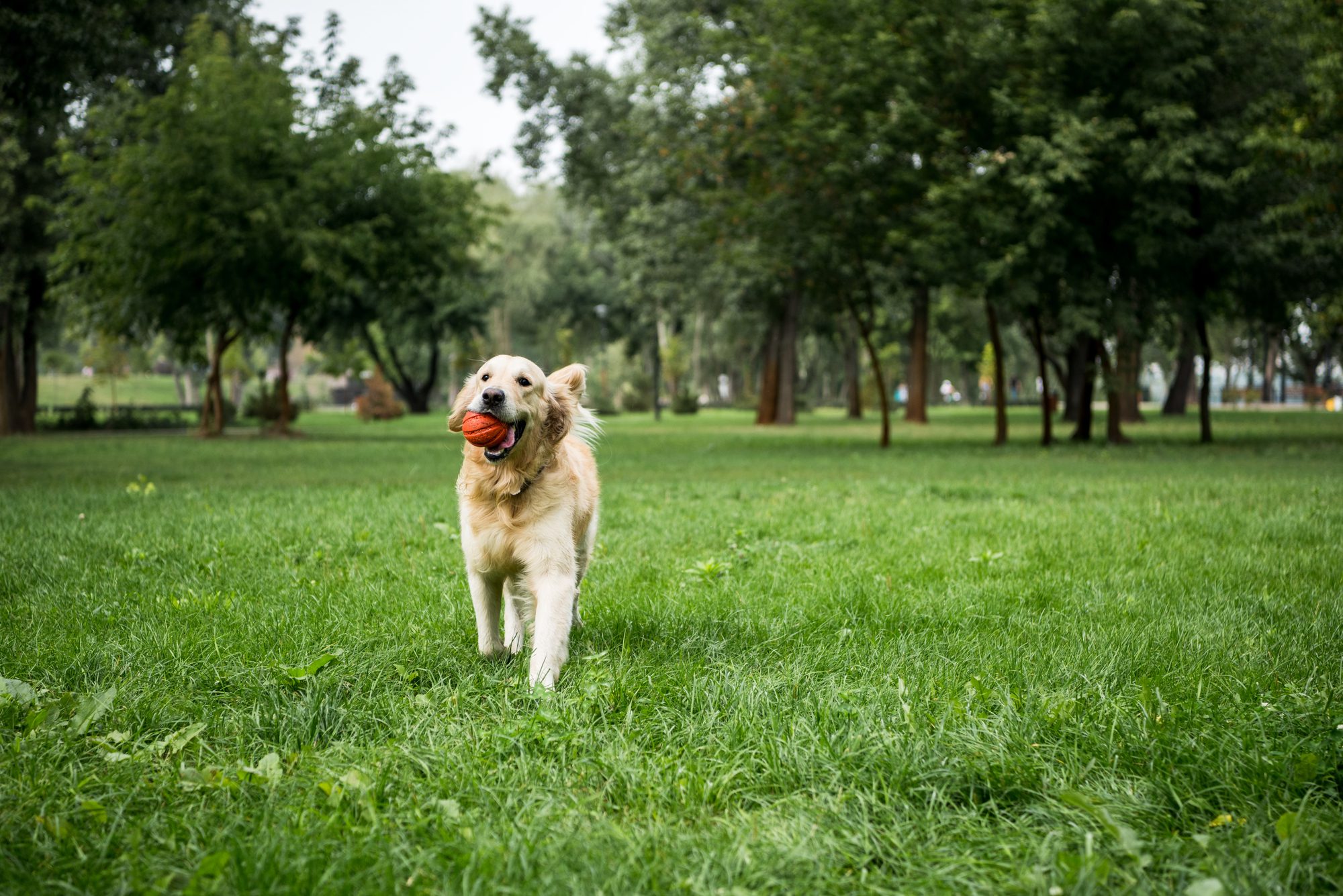 How to Keep a Dog Happy Loving Pets Divine Lifestyle