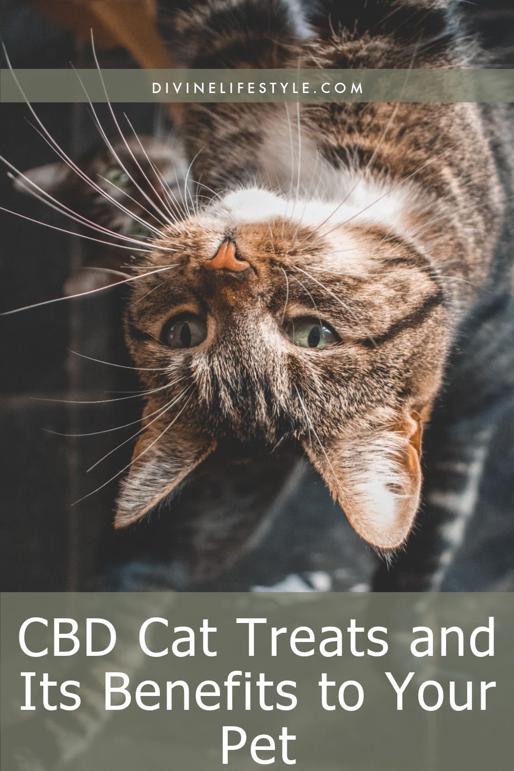 CBD Cat Treats and Its Benefits to Your Pet